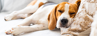 Home | Minnesota Board of Animal Health